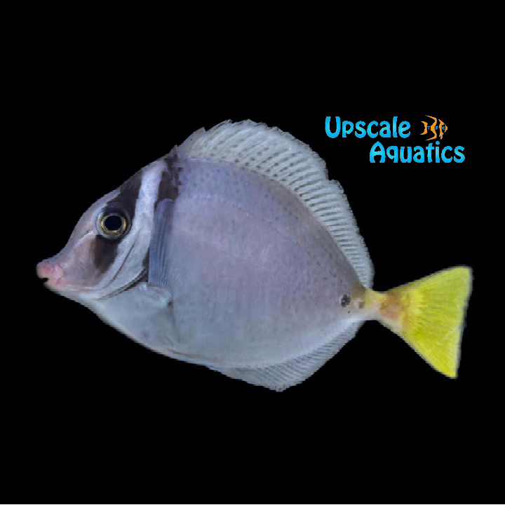Galapagos Sawtail Tang (Prionurus laticlavius) – Upscale Aquatics