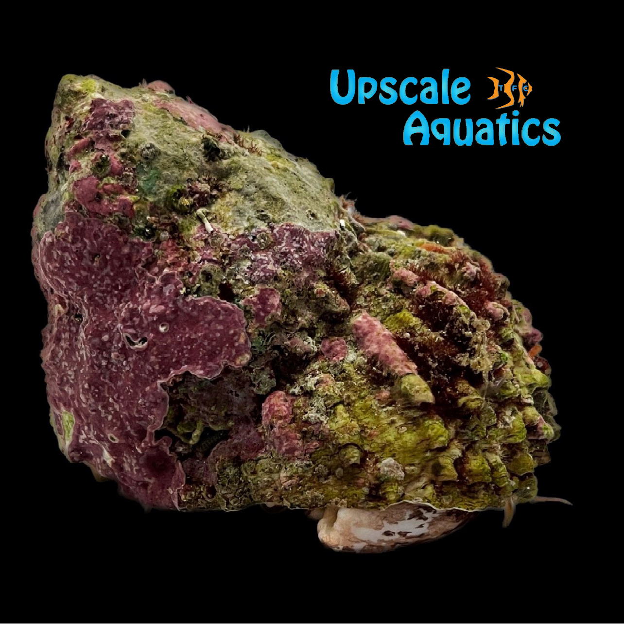 West Indian Top Snail (Lithopoma tectum) – Upscale Aquatics
