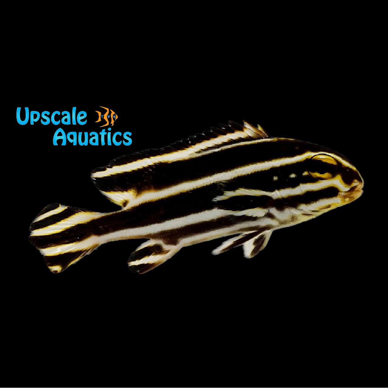 Giant Sweetlips (Plectorhinchus albovittatus) – Upscale Aquatics