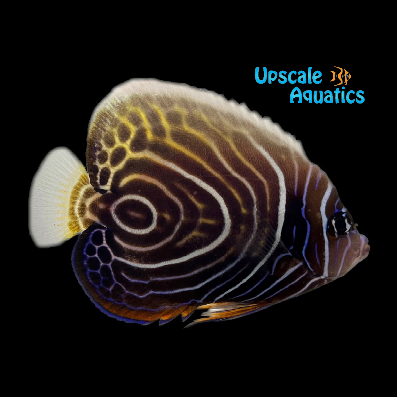 Emperor Angelfish - Transitioning (Pomacanthus imperator) – Upscale ...