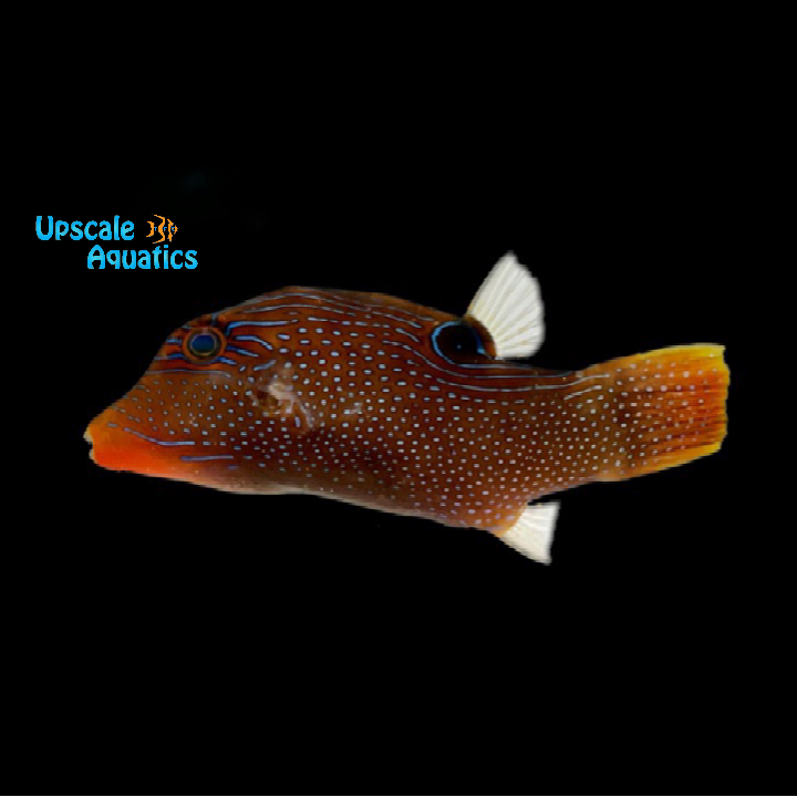 Papuan Toby Puffer (Canthigaster papua) – Upscale Aquatics