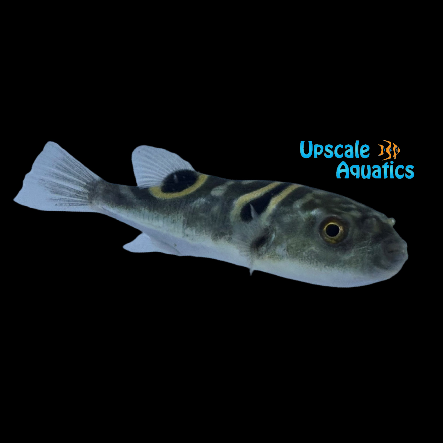 Maze Fugu Puffer (Takifugu sp.) – Upscale Aquatics