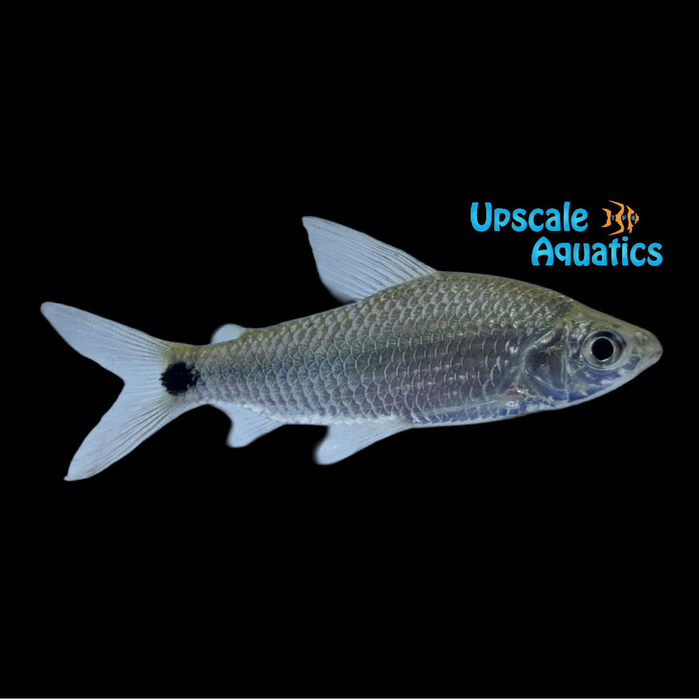 Shinyscaled Curimata Tetra (Curimatopsis macrolepis) – Upscale Aquatics