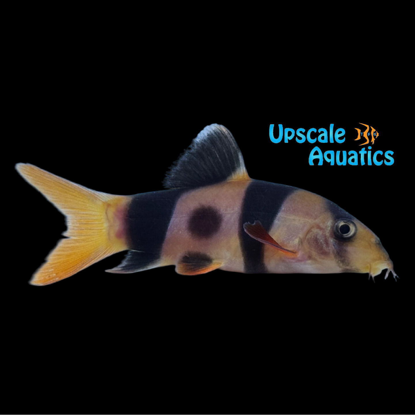 Clown Loach 'Oddball Pattern' (Chromobotia macracanthus) – Upscale Aquatics
