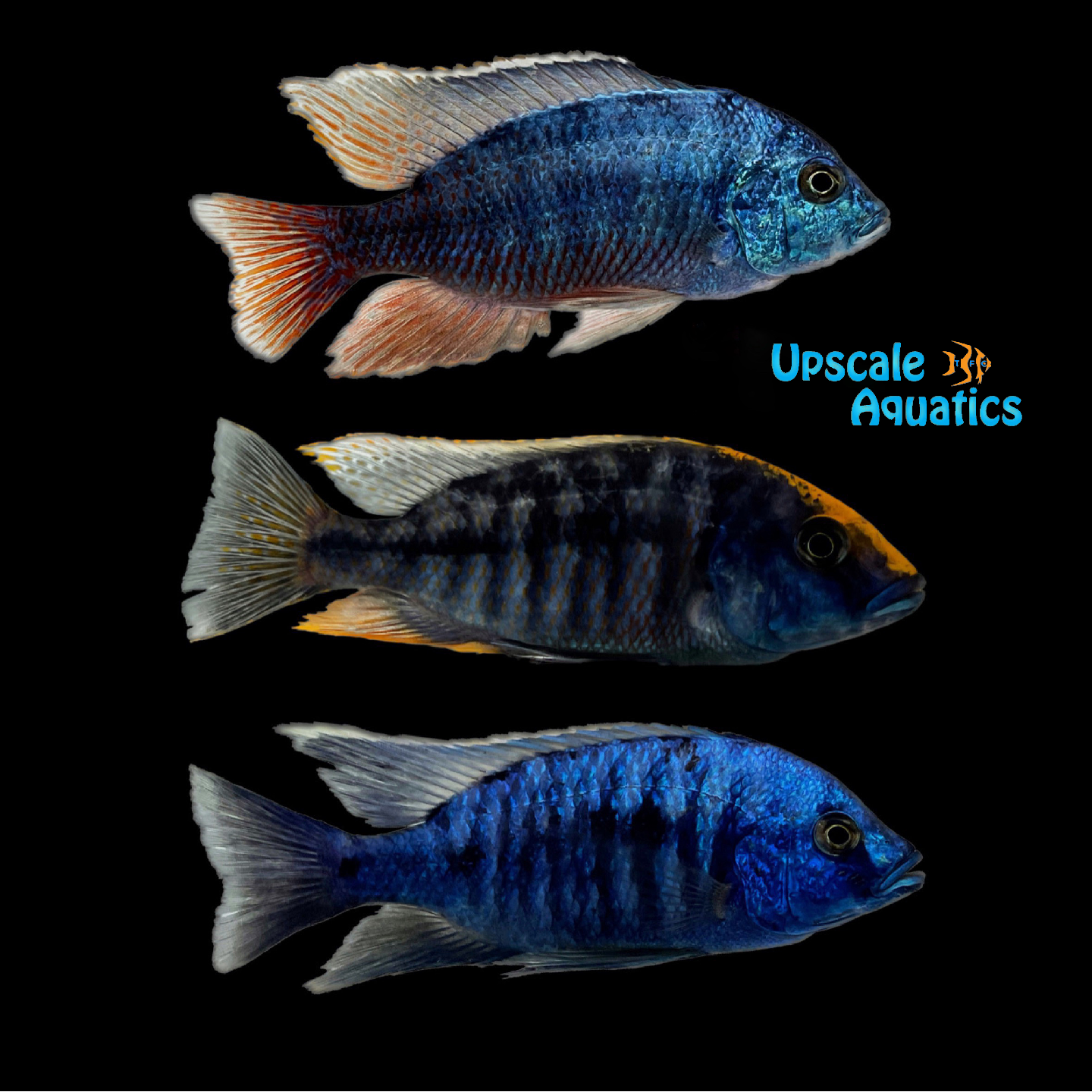 Assorted Hap (Haplochromis sp.) – Upscale Aquatics