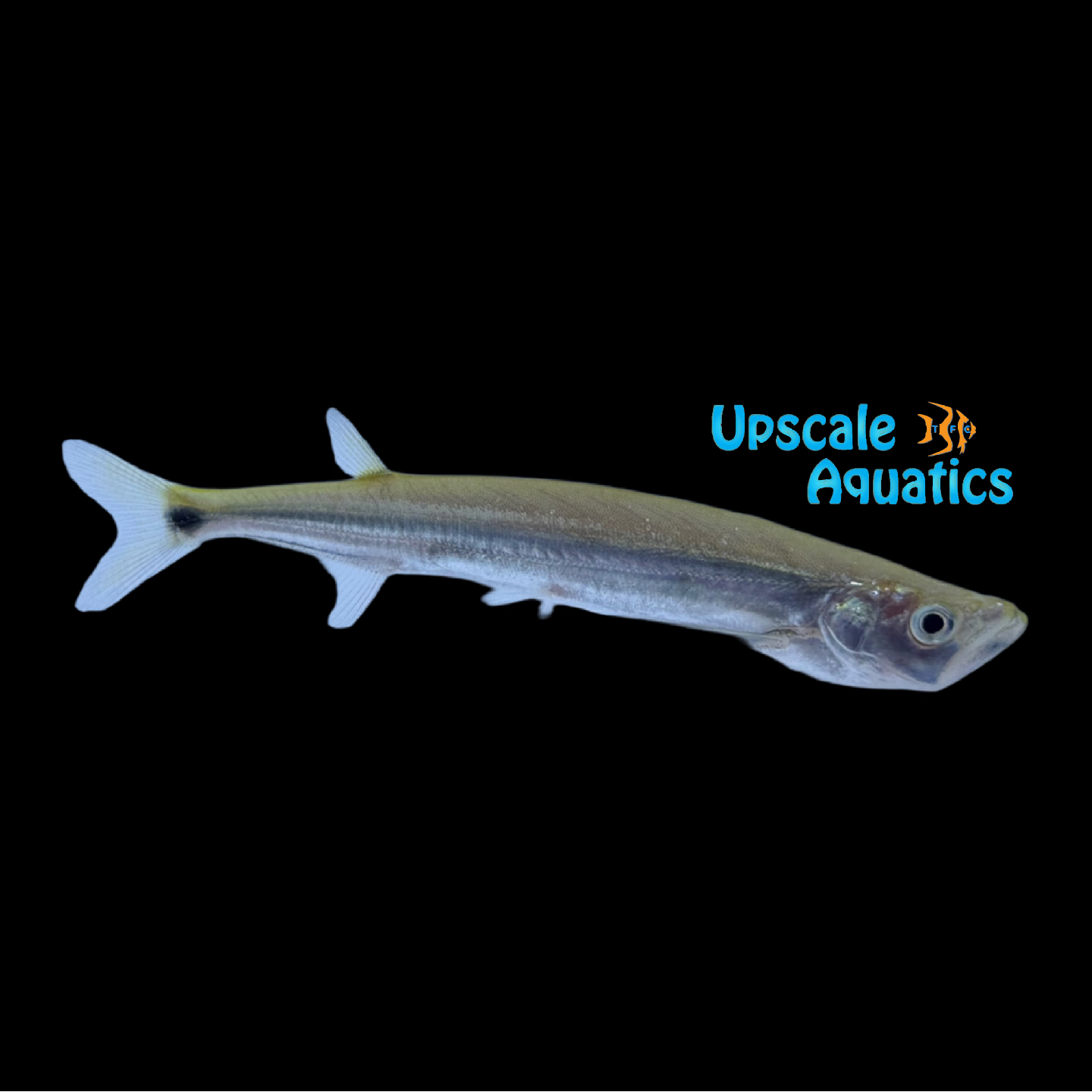 Giant Sword Minnow (Macrochirichthys macrochirus) – Upscale Aquatics