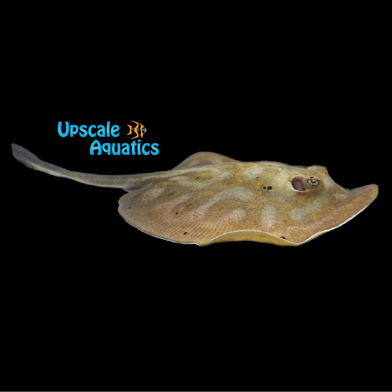 Cortez Round Ray (Urobatis maculatus) – Upscale Aquatics