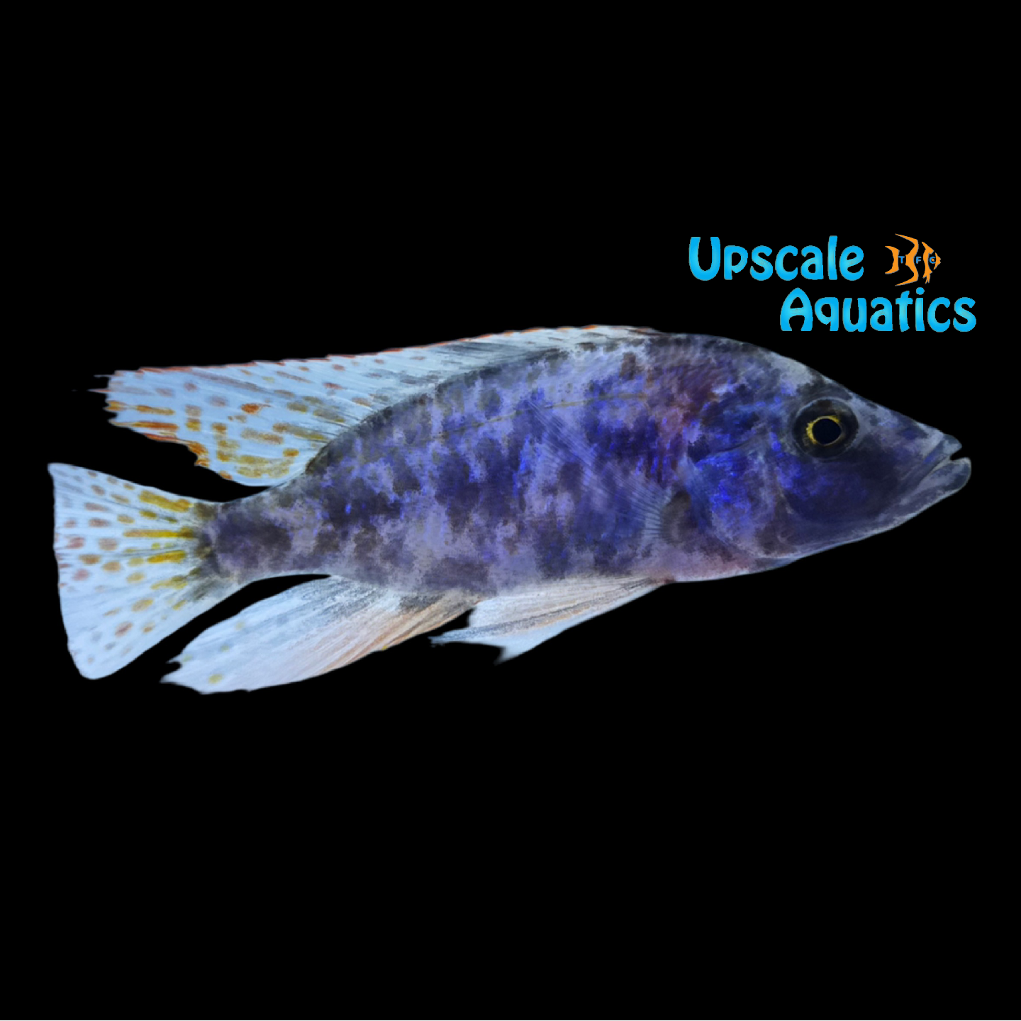 OB Malawi Compressiceps Cichlid (Dimidiochromis compressiceps ...