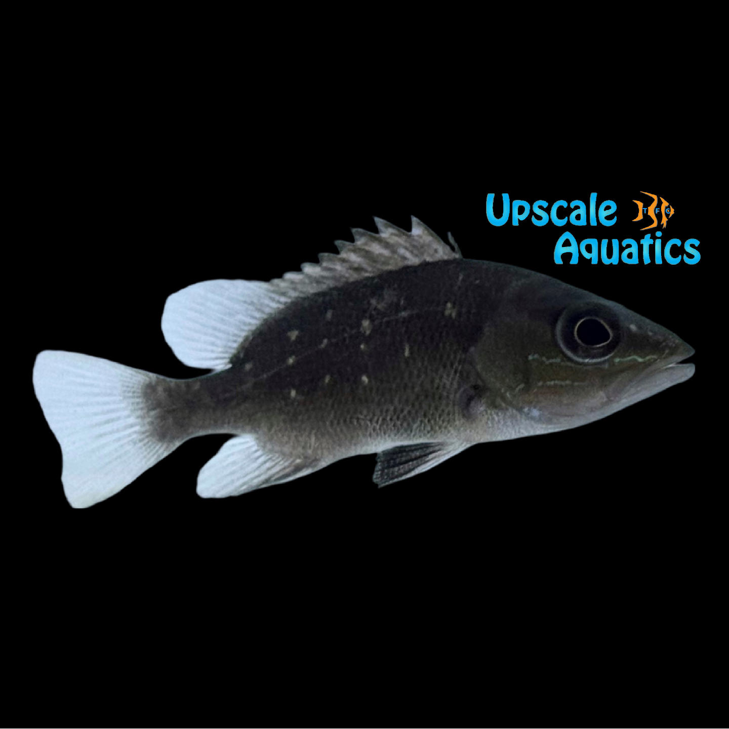 Guinea Snapper (Lutjanus endecacanthus) – Upscale Aquatics
