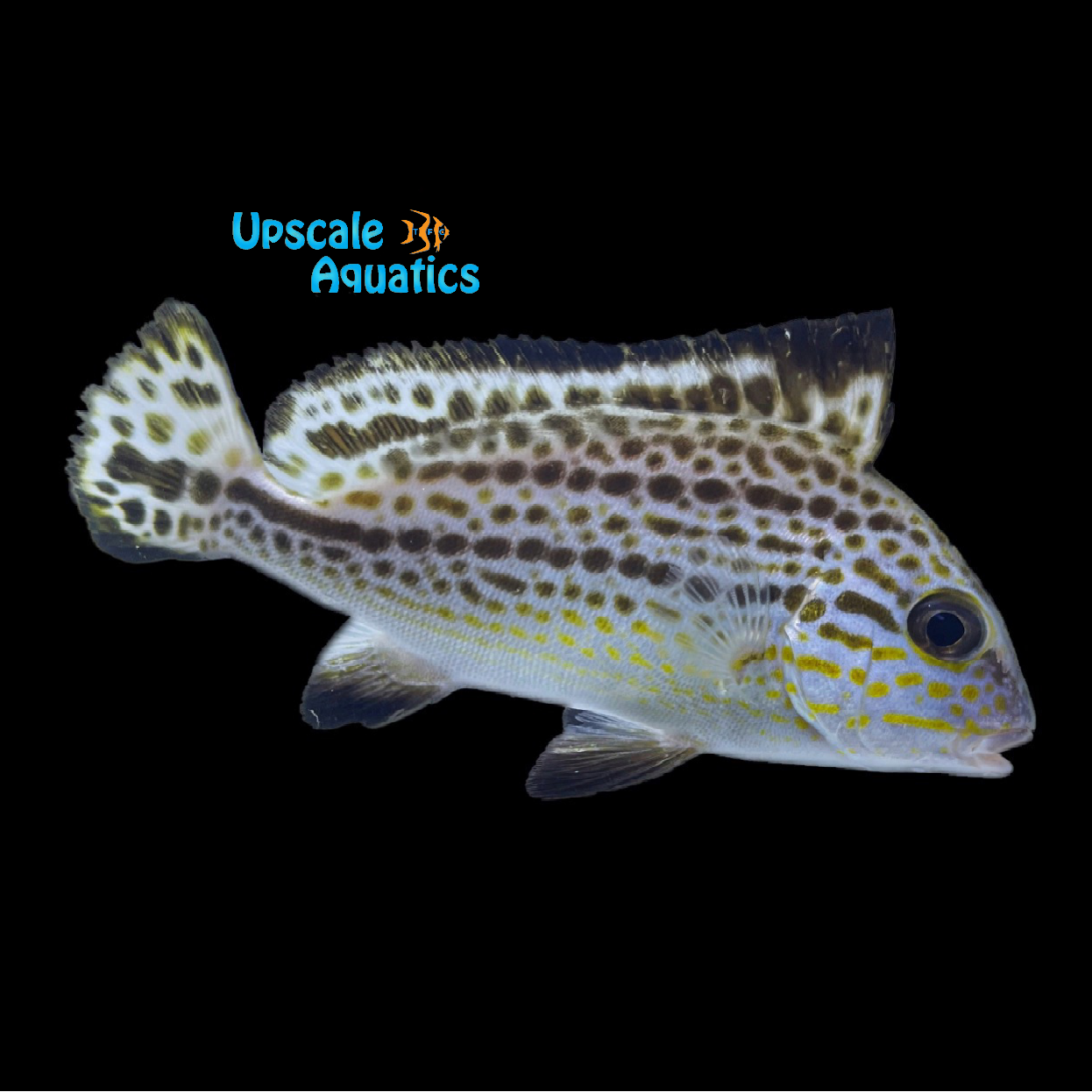 Painted Sweetlips (Diagramma pictum) – Upscale Aquatics