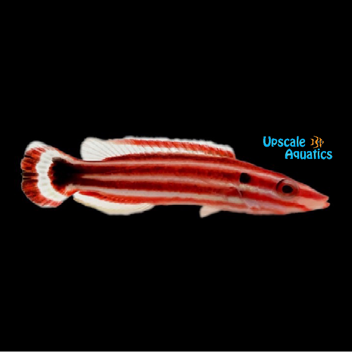 Peppermint Hogfish (Bodianus sepiacaudus) – Upscale Aquatics