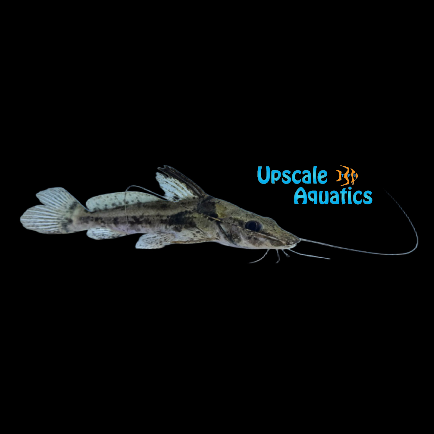 Fox Face Catfish (Goeldiella eques) – Upscale Aquatics