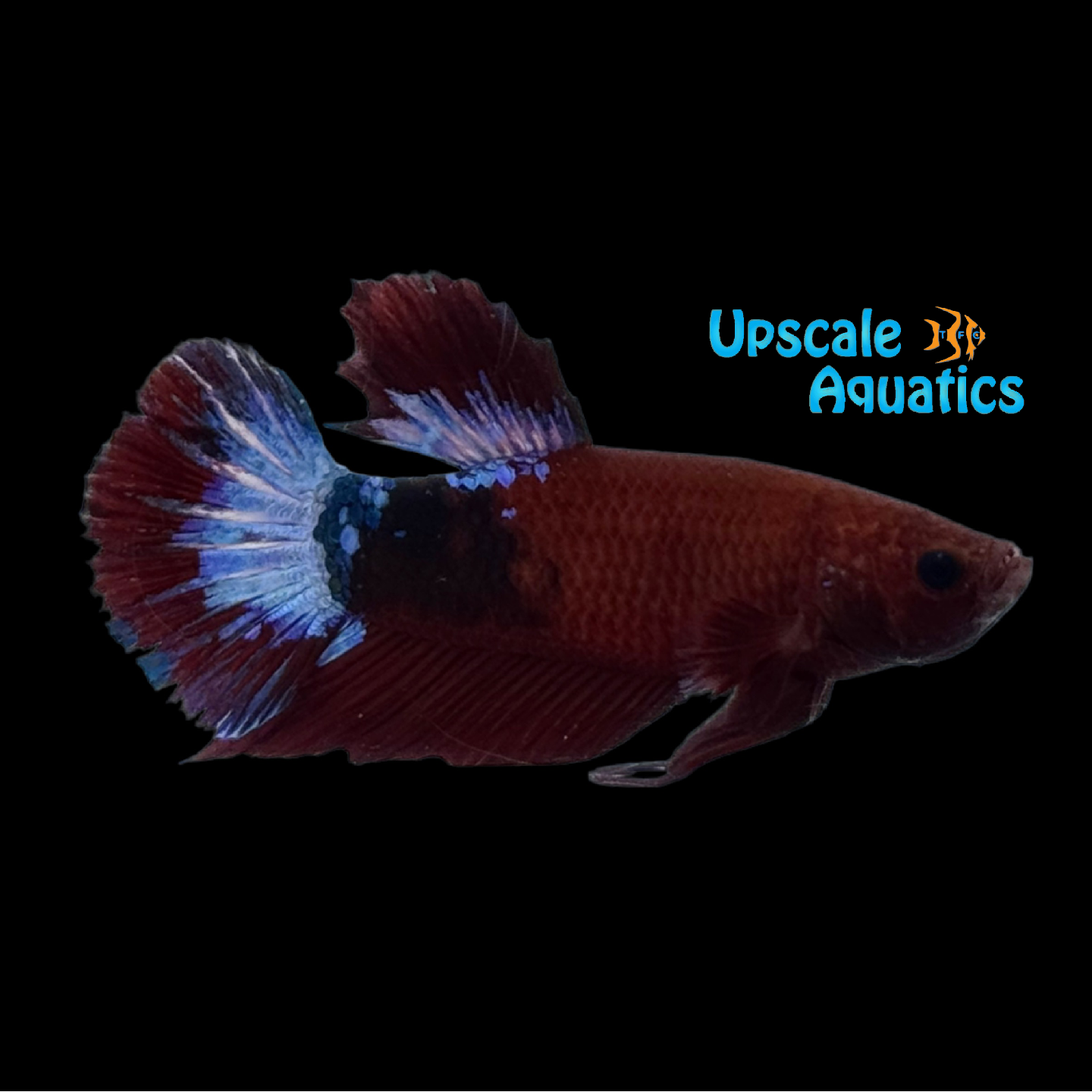 Hellboy Plakat Betta - Male (Betta splendens) – Upscale Aquatics