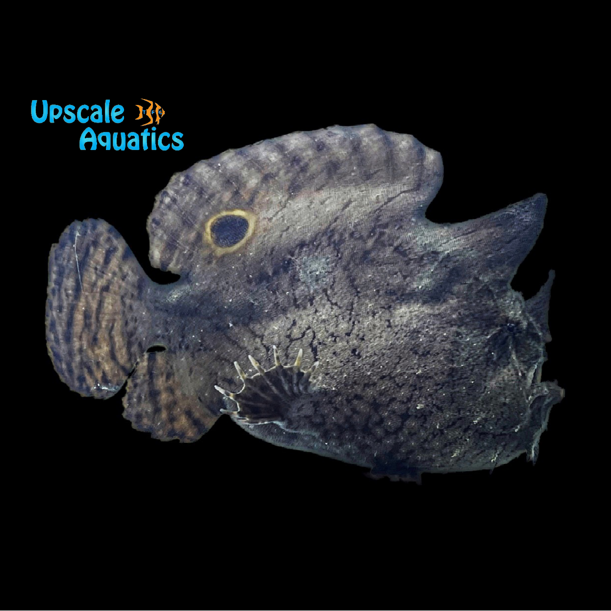 Freshwater Frogfish (Antennarius biocellatus) – Upscale Aquatics