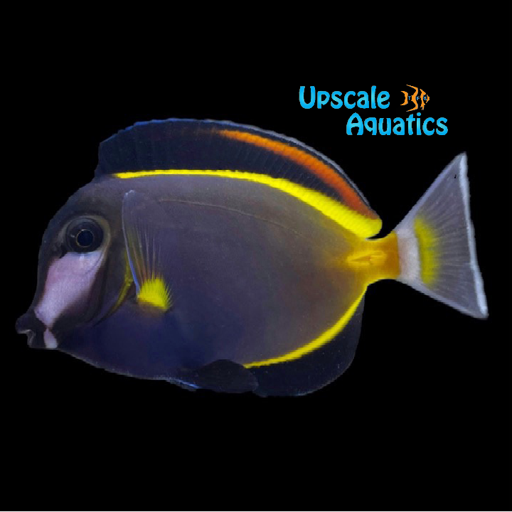 Powder Brown Tang (Acanthurus japonicus) – Upscale Aquatics