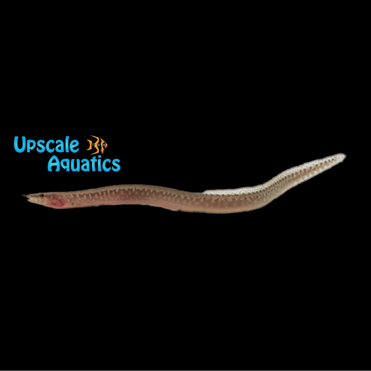 Starry Night Eel (Mastacembelus frenatus) – Upscale Aquatics