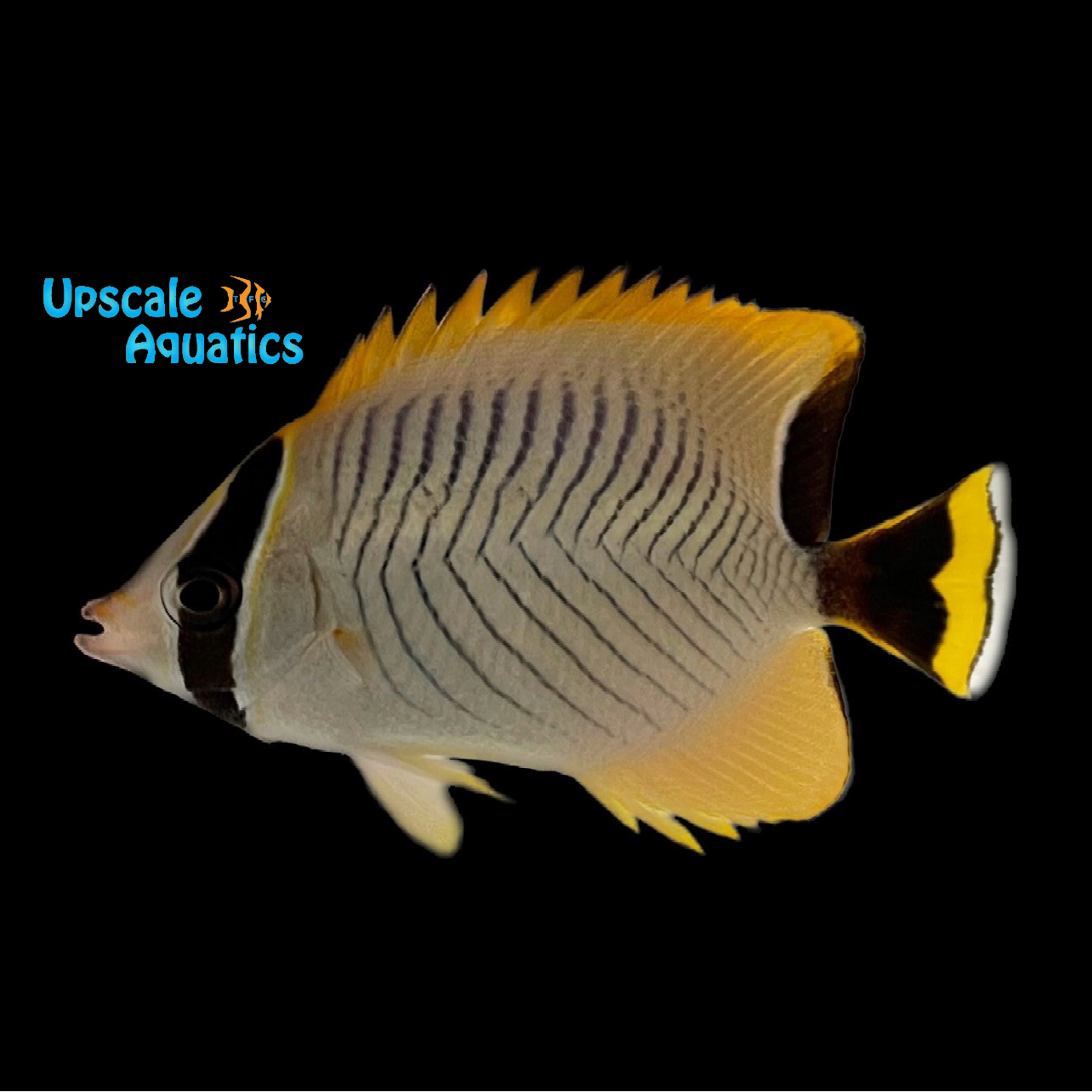 Chevron Butterflyfish (Chaetodon trifascialis) – Upscale Aquatics