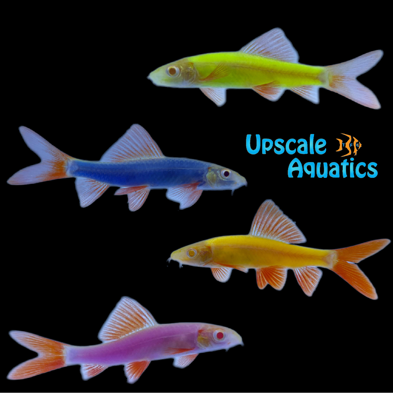 GloFish Shark (Epalzeorhynchos frenatum) – Upscale Aquatics
