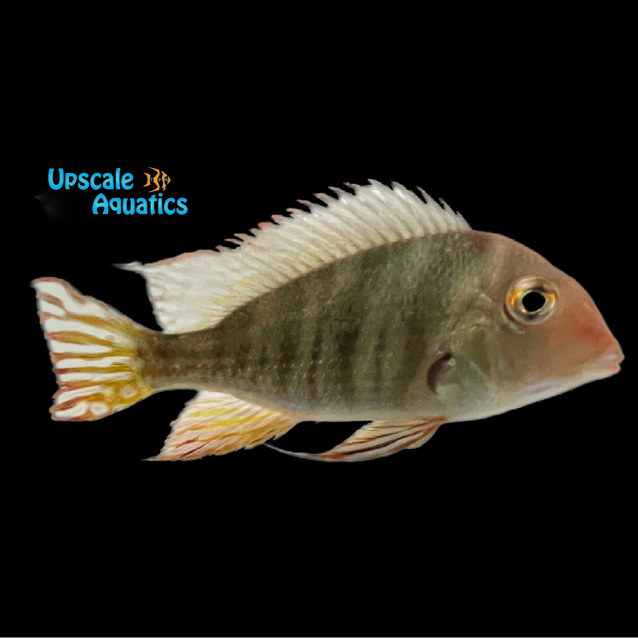 Red Head Tapajos Cichlid (Geophagus tapajos) – Upscale Aquatics