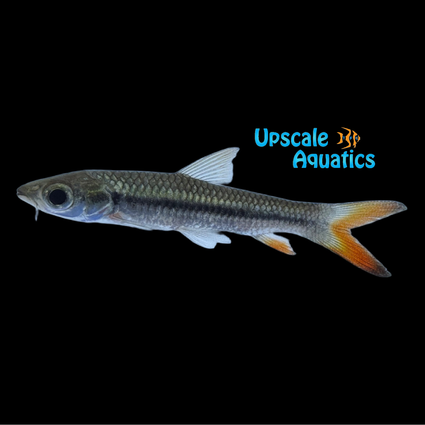 Hoven's Carp 'Mad Barb' (Leptobarbus hoevenii) – Upscale Aquatics
