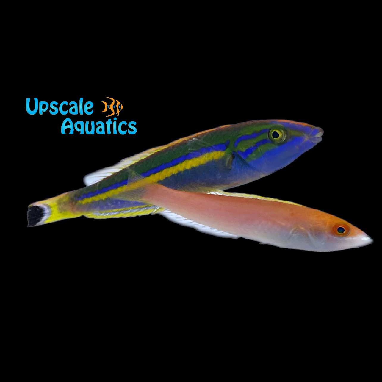 Candy Pencil Wrasse (Pseudojuloides cerasinus) – Upscale Aquatics