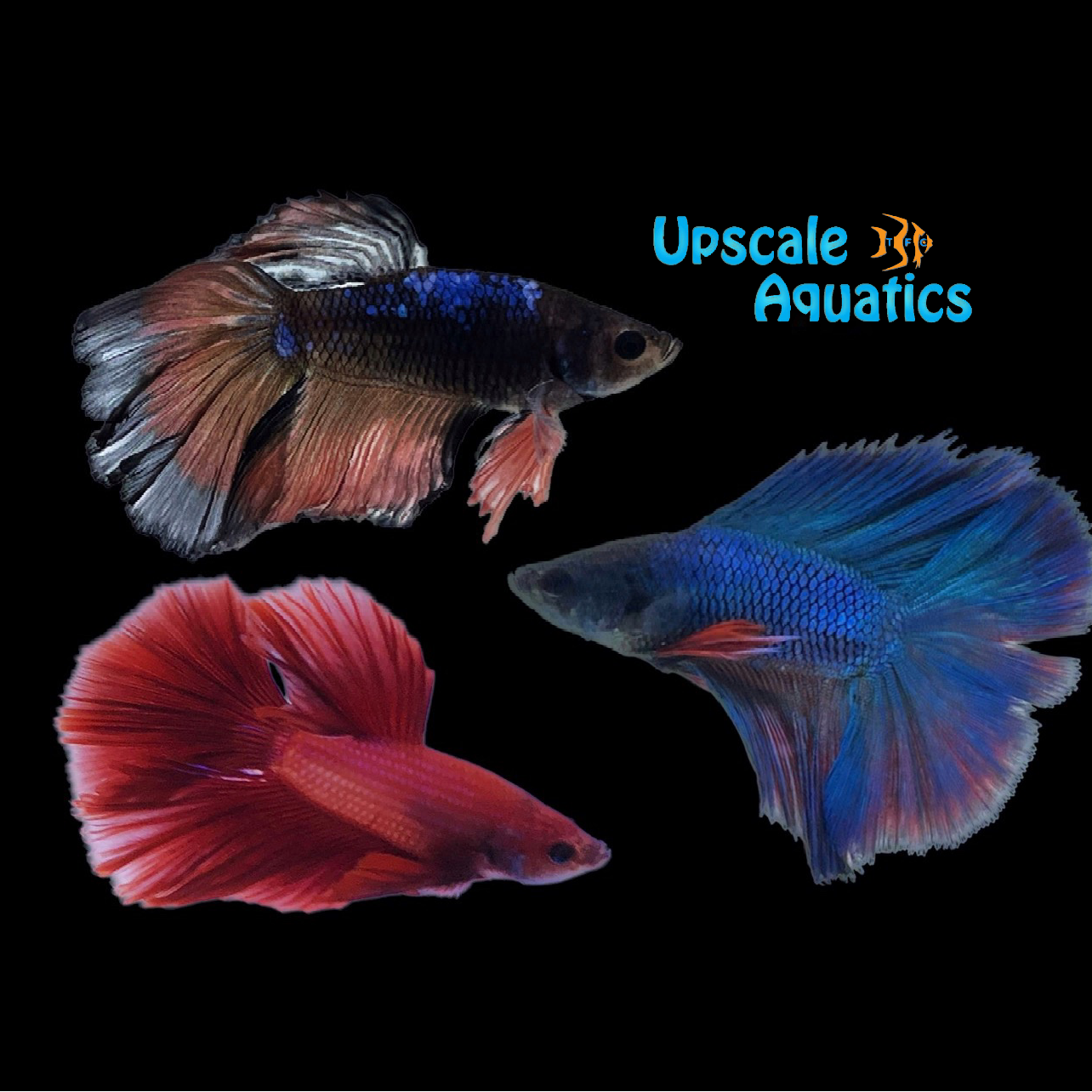 Super Delta Betta - Male (Betta splendens) – Upscale Aquatics