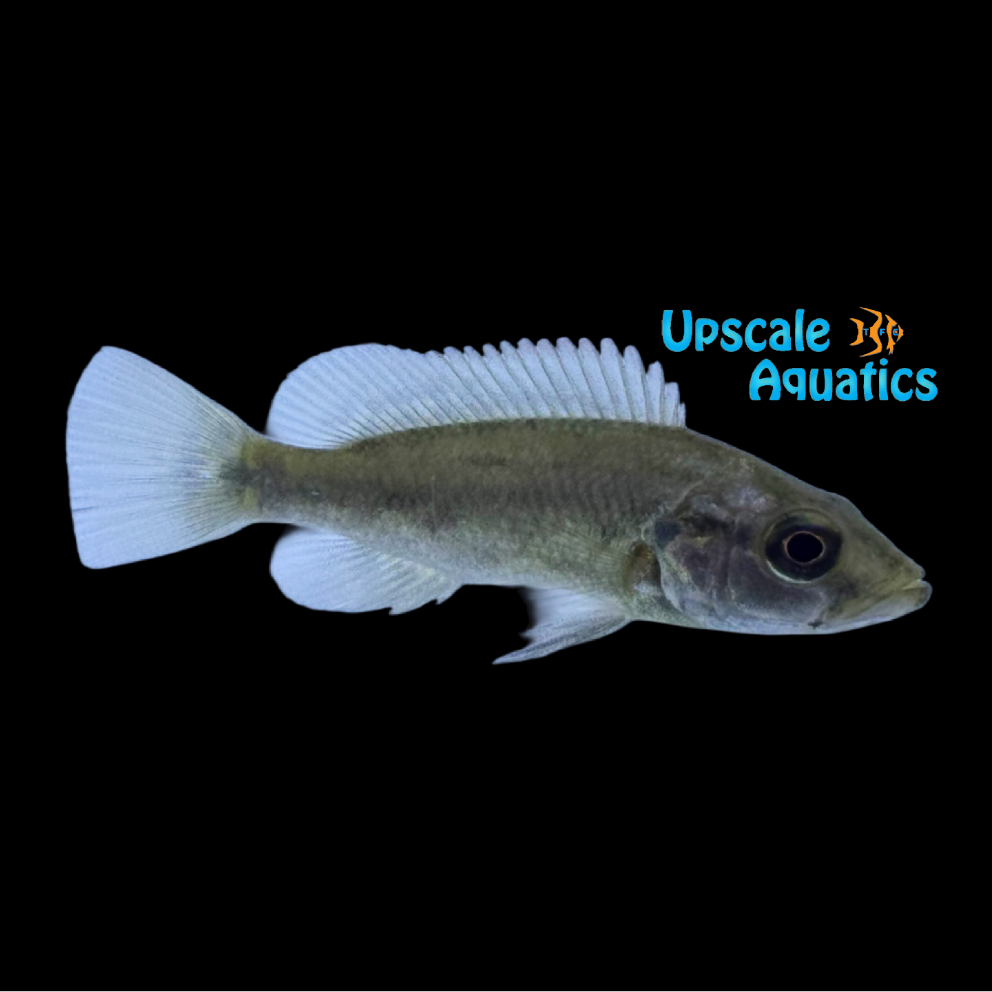 Golden Bream (Serranochromis robustus) – Upscale Aquatics