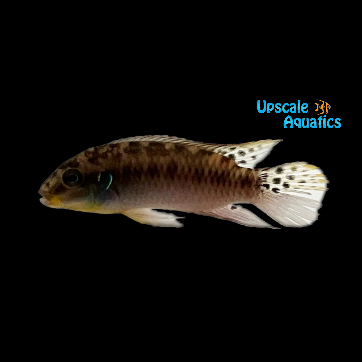 Blue Fin Kribensis (Enigmatochromis lucanusi) – Upscale Aquatics