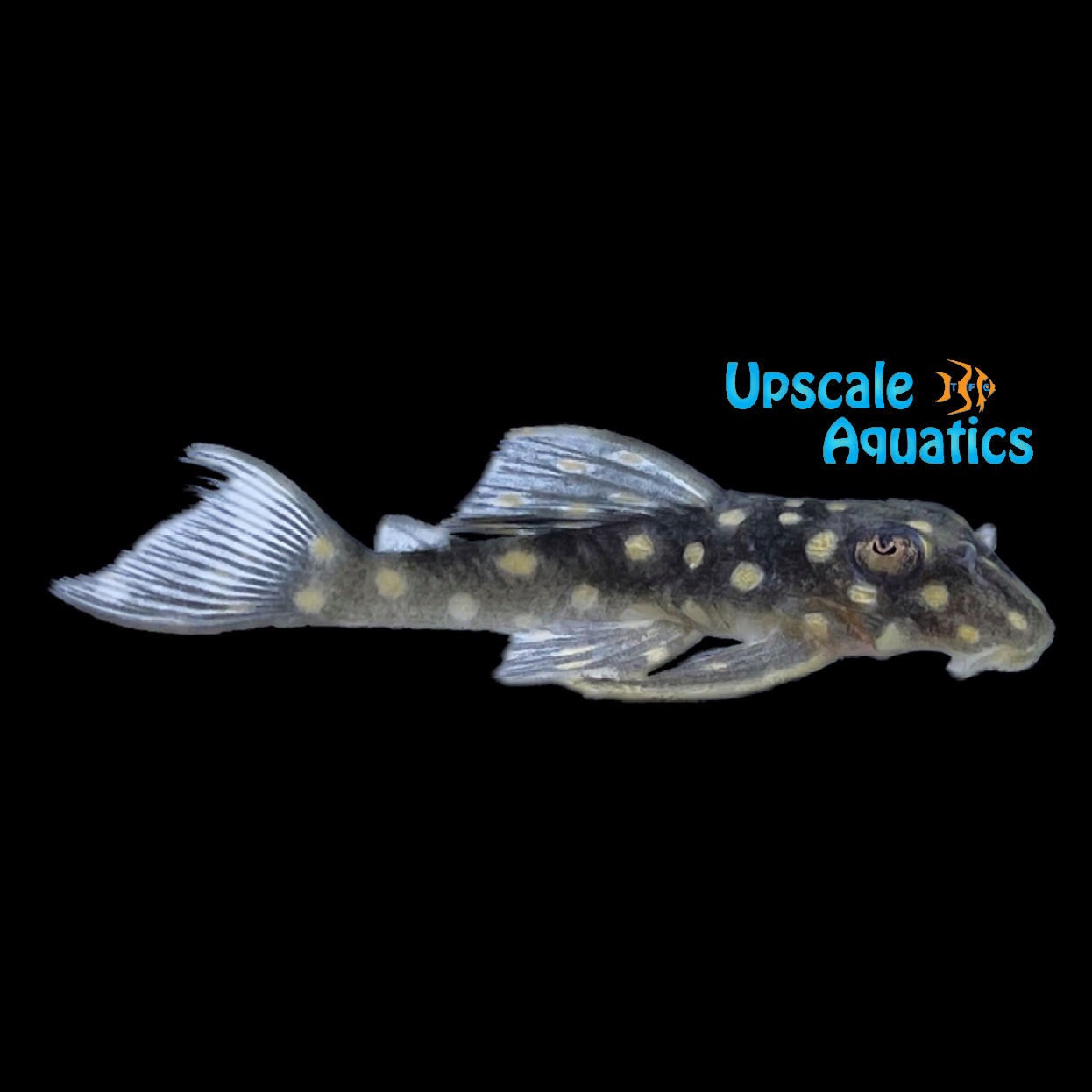 Orinoco Snowball Pleco L201 (Hypancistrus sp.) – Upscale Aquatics