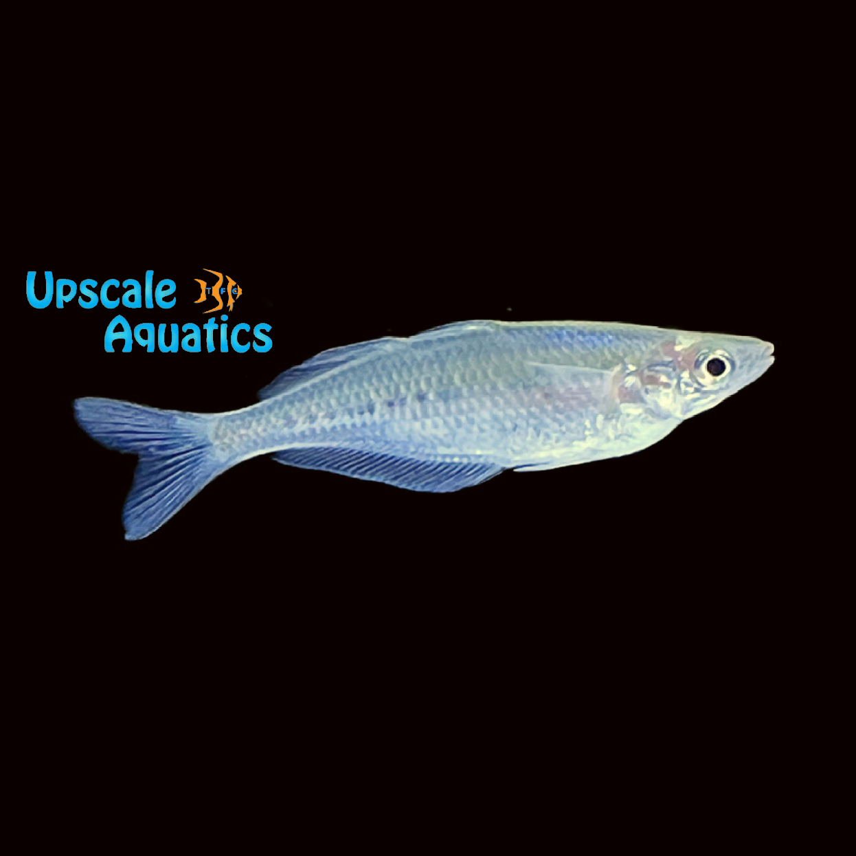 Kali Tawa Rainbowfish (Melanotaenia sp. 'Kali Tawa') – Upscale Aquatics