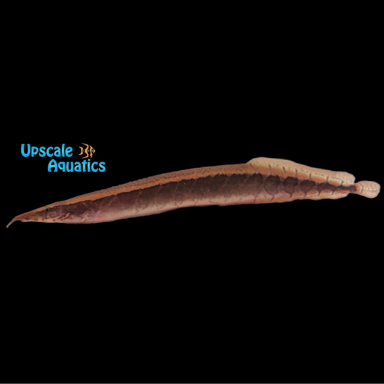 Borneo Python Eel (Mastacembelus circumcinctus) – Upscale Aquatics