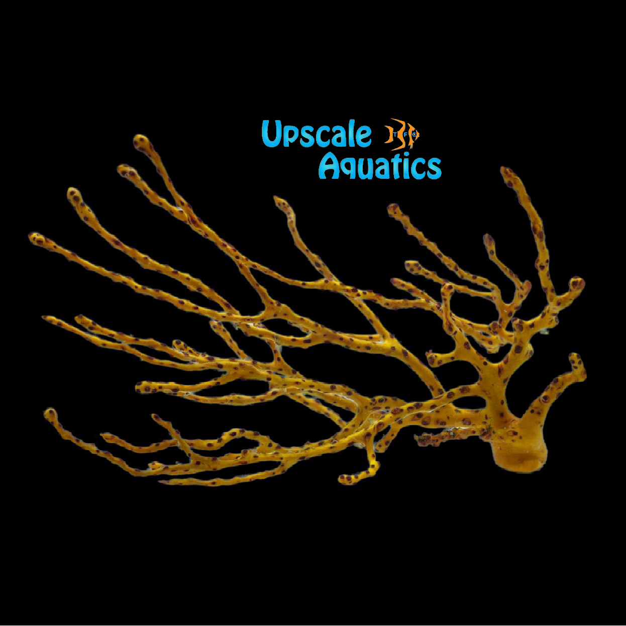 Yellow Finger Gorgonian (Diodogorgia nodulifera) – Upscale Aquatics