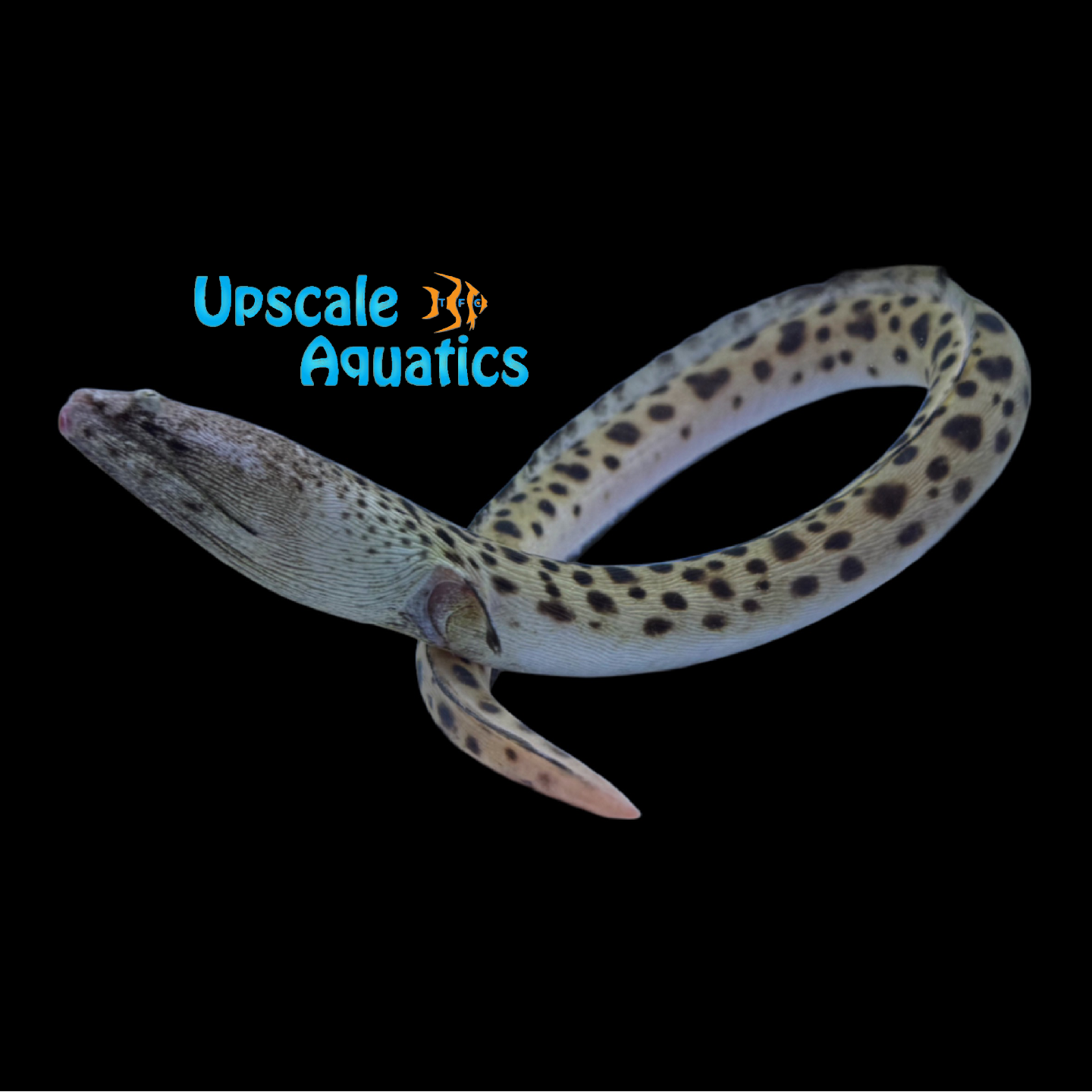 Spotted Spoon-Nose Eel (Echiophis intertinctus) – Upscale Aquatics