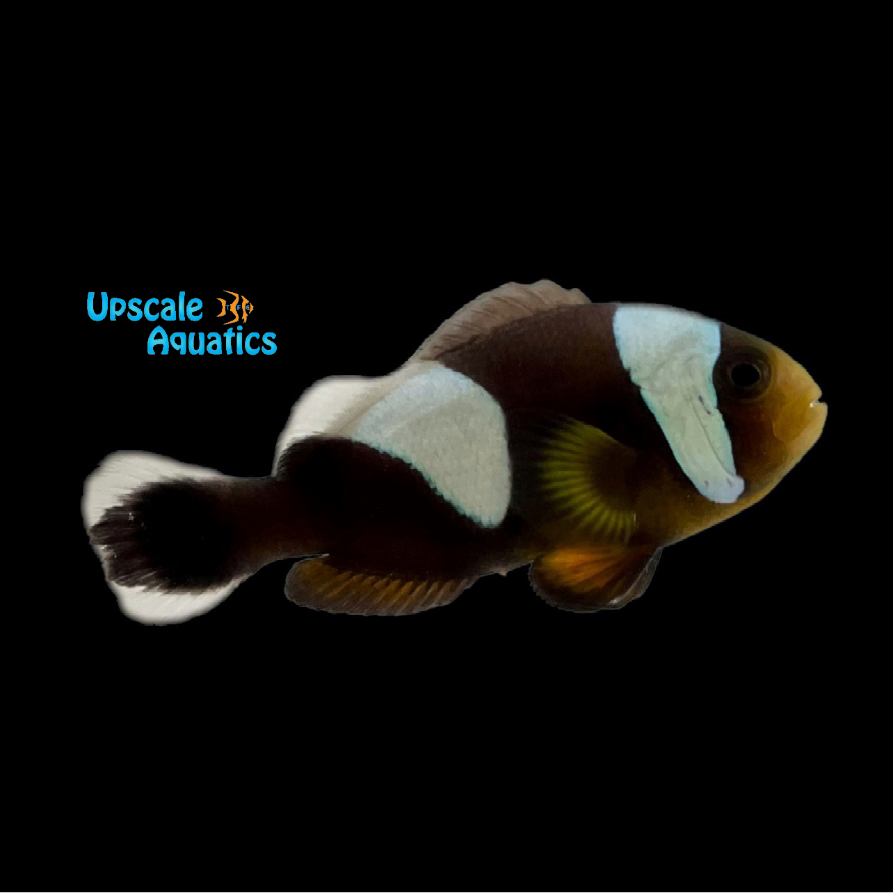 Black Saddleback Clownfish - Wild (Amphiprion polymnnus) – Upscale Aquatics