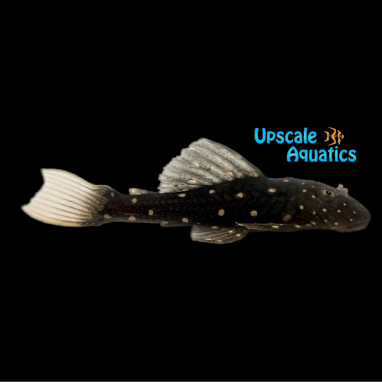 Golden Sailfin Pleco - Captive Bred (Hypostomus luteus) Luteus Phase 1 ...