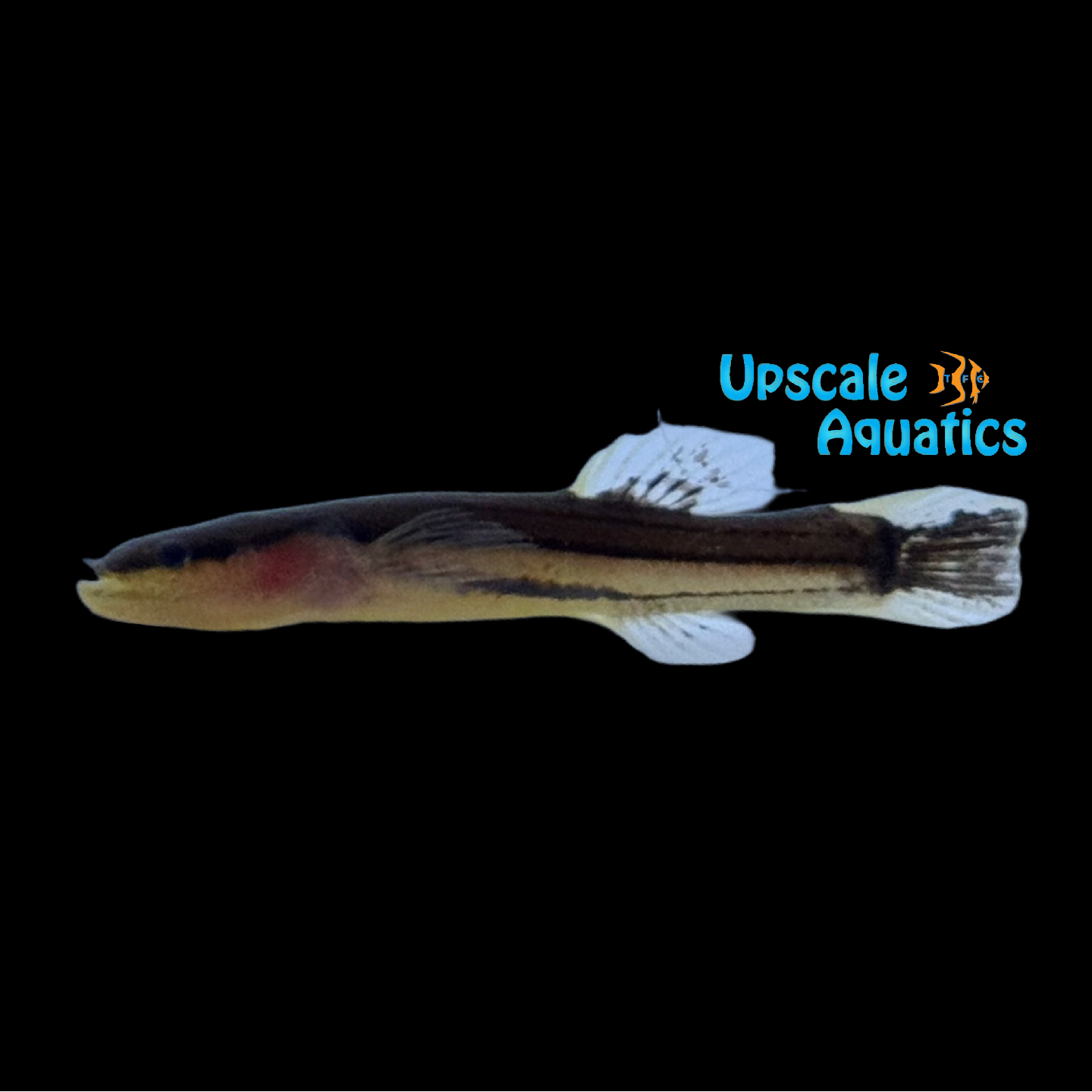 Swampfish (Chologaster cornuta) – Upscale Aquatics