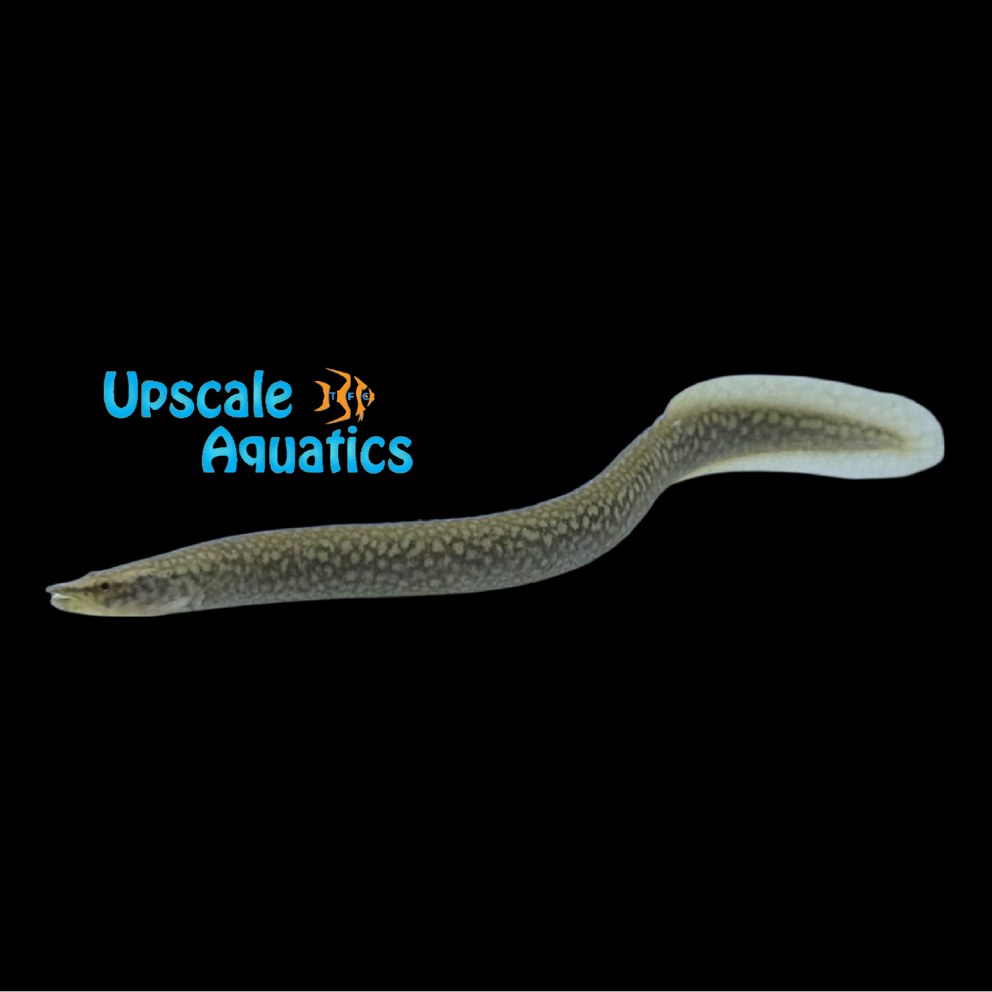 Pipefish Face Spiny Eel (Sinobdella sp.) – Upscale Aquatics