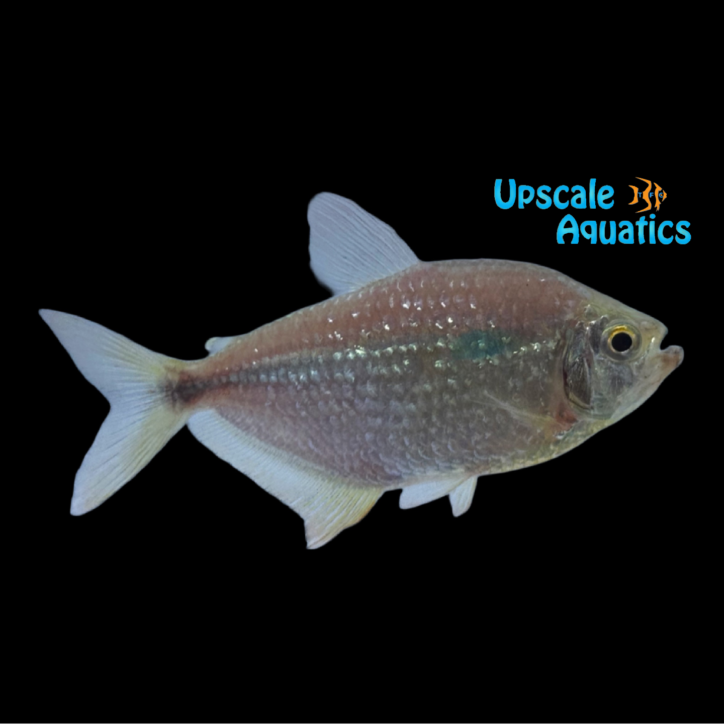 Diamond Scale Tetra (Jupiaba abramoides) – Upscale Aquatics