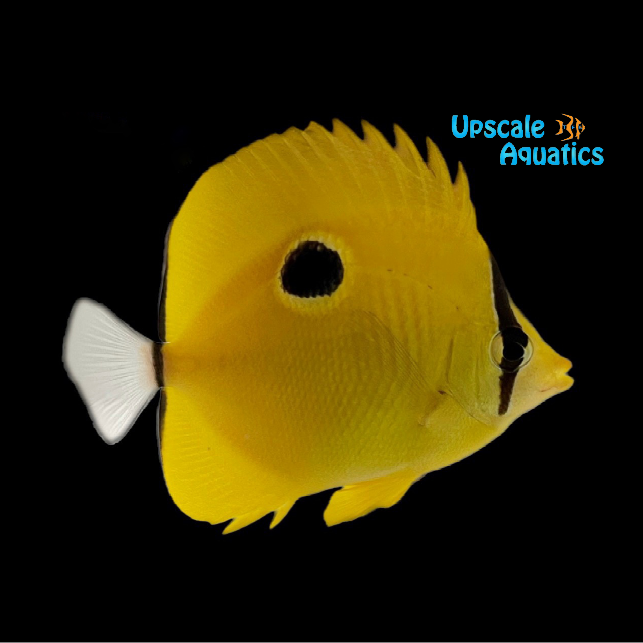 Yellow Teardrop Butterfly (Chaetodon interruptus) – Upscale Aquatics