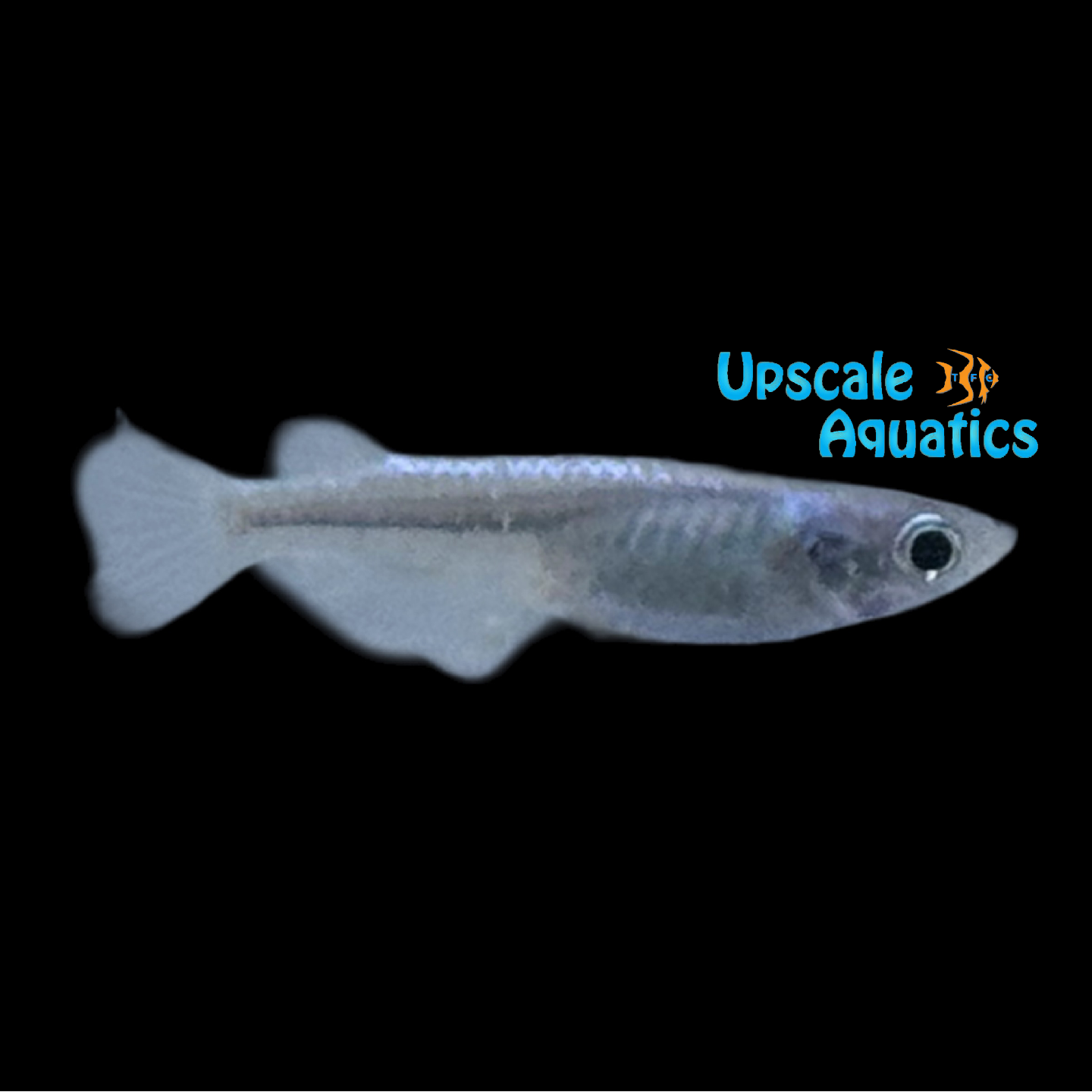 Miyuki Blue Medaka Ricefish (Oryzias latipes) – Upscale Aquatics
