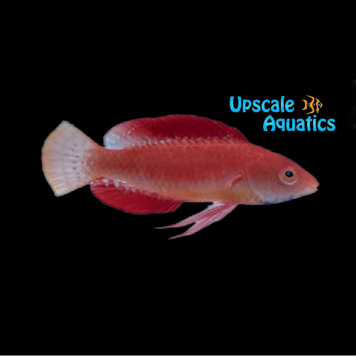 Ruby Finned Fairy Wrasse (Cirrhilabrus rubripinnis) – Upscale Aquatics