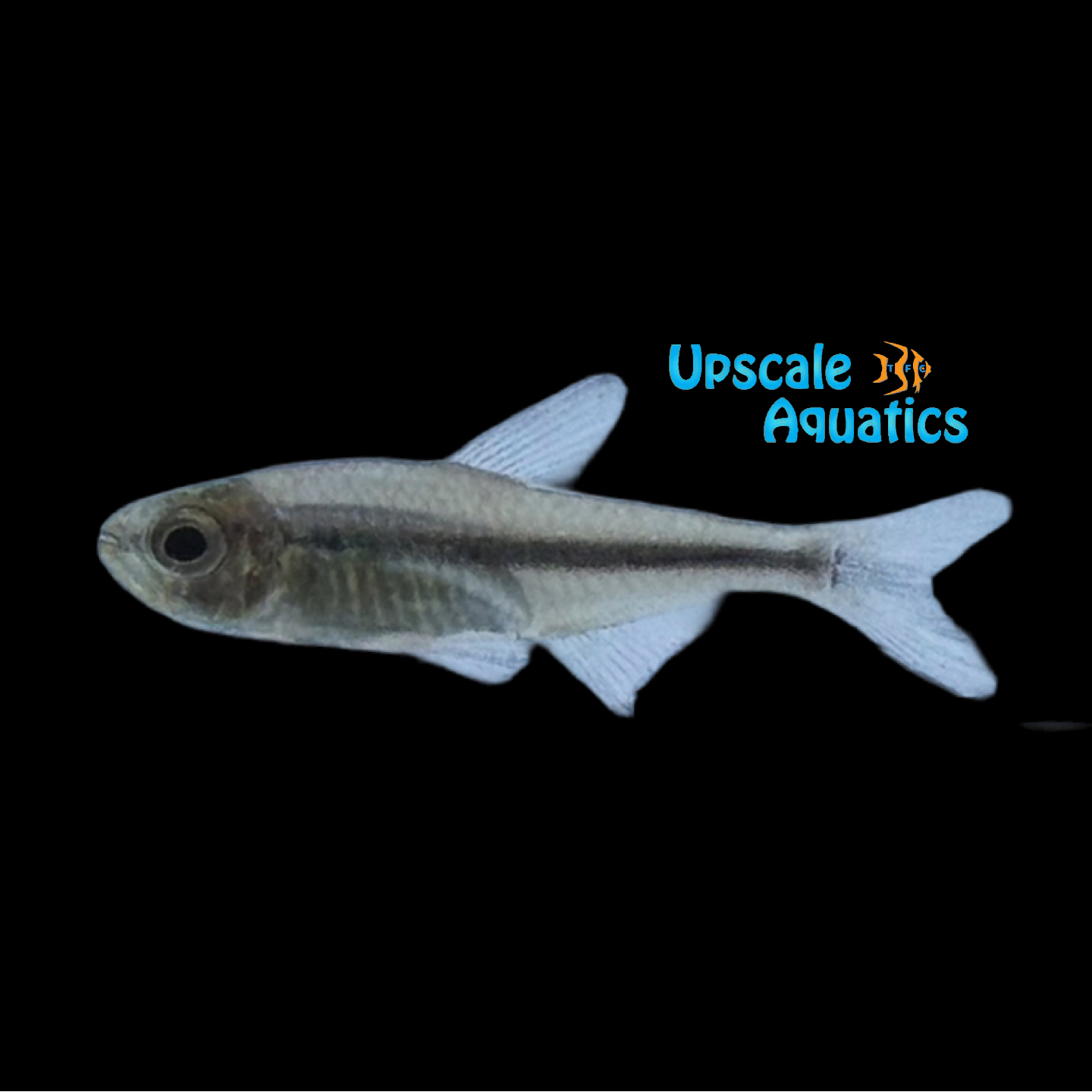 Blue Devil Tetra (Hyphessobrycon sp. Blue Devil) – Upscale Aquatics