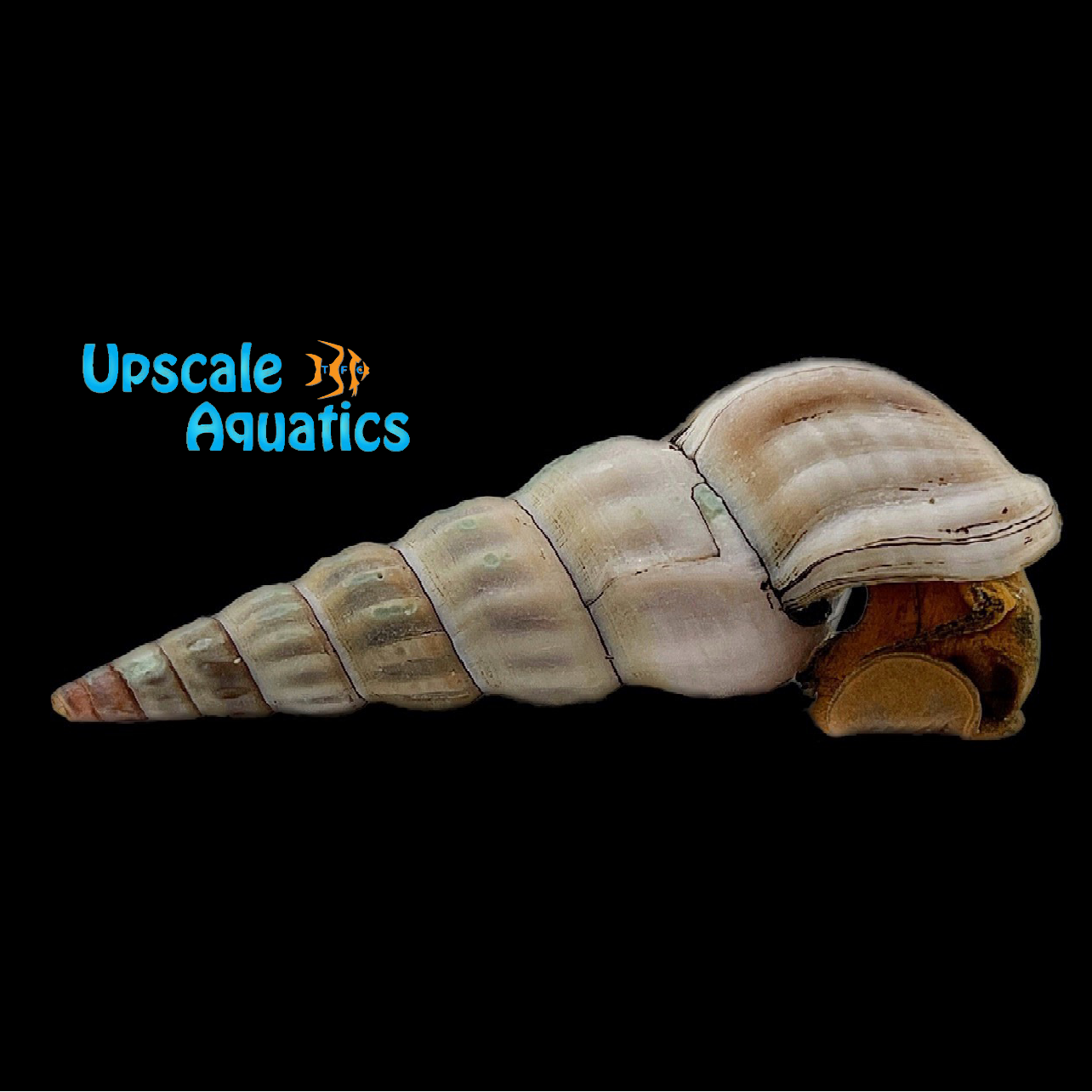 Giant Tower Cap Snail (Brotia herculea 'White') – Upscale Aquatics
