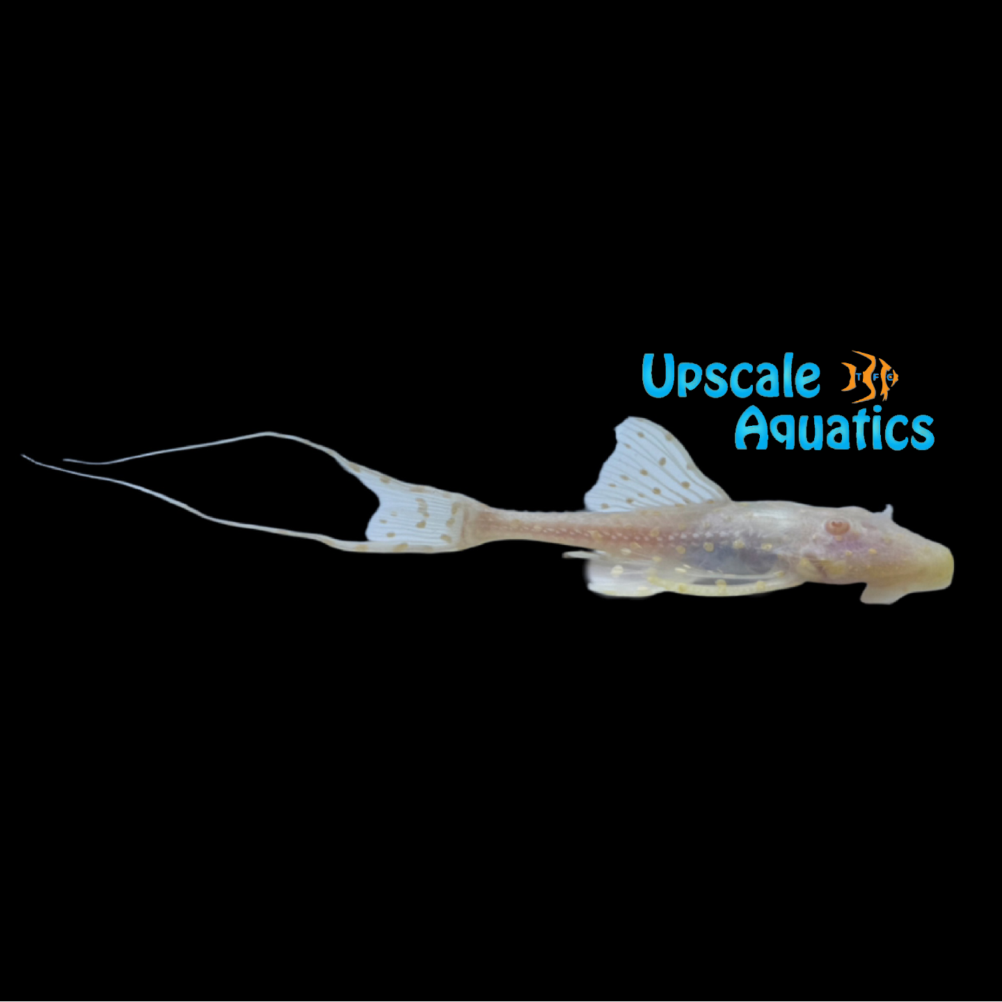 Albino Adonis Pleco L155 (Acanthicus adonis) – Upscale Aquatics
