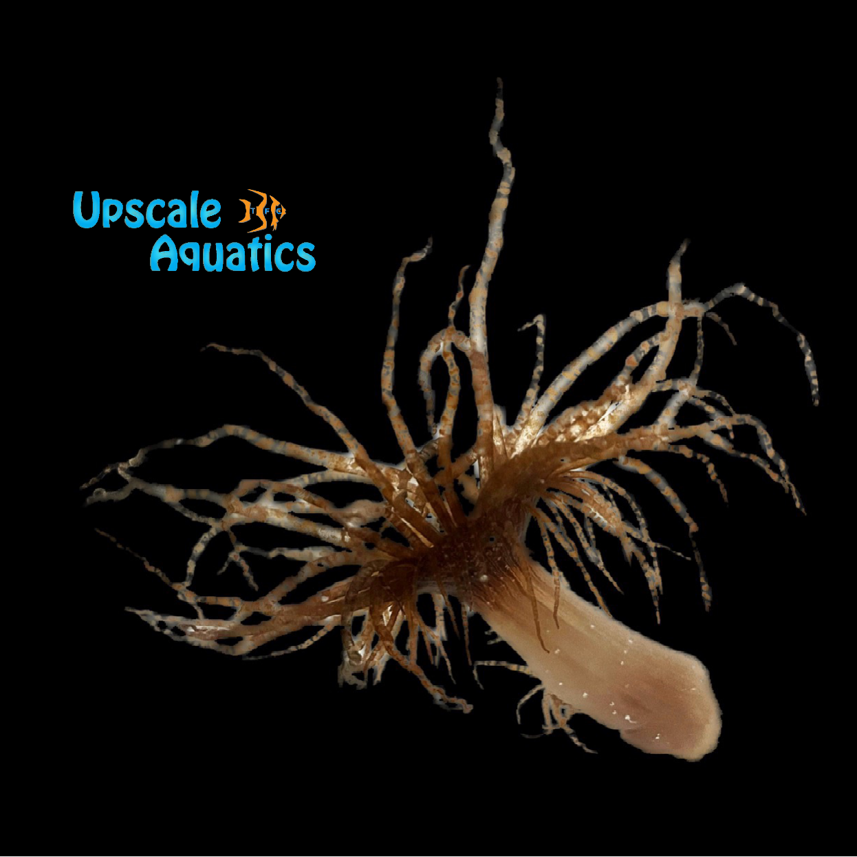 Curlique Anemone (Bartholomea annulata) – Upscale Aquatics