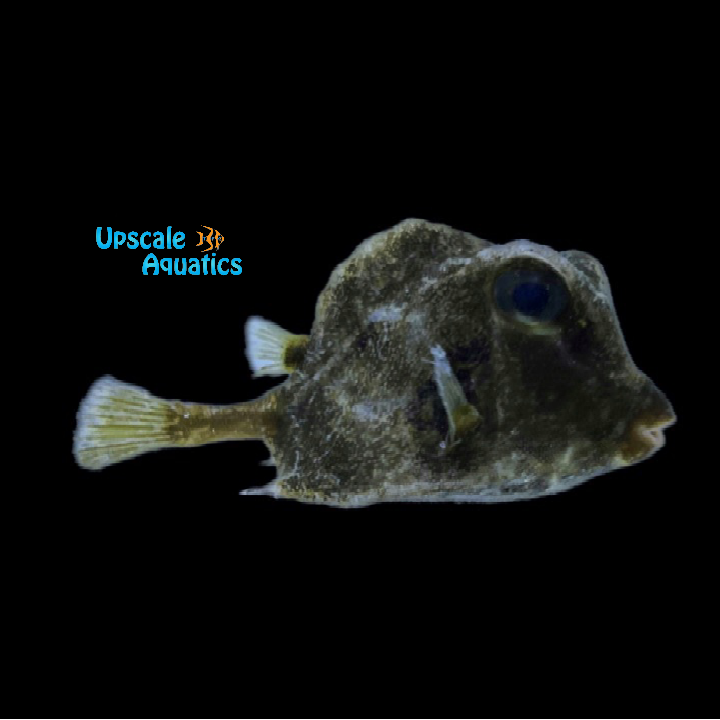 Buffalo Trunkfish (Lactophrys trigonus) – Upscale Aquatics
