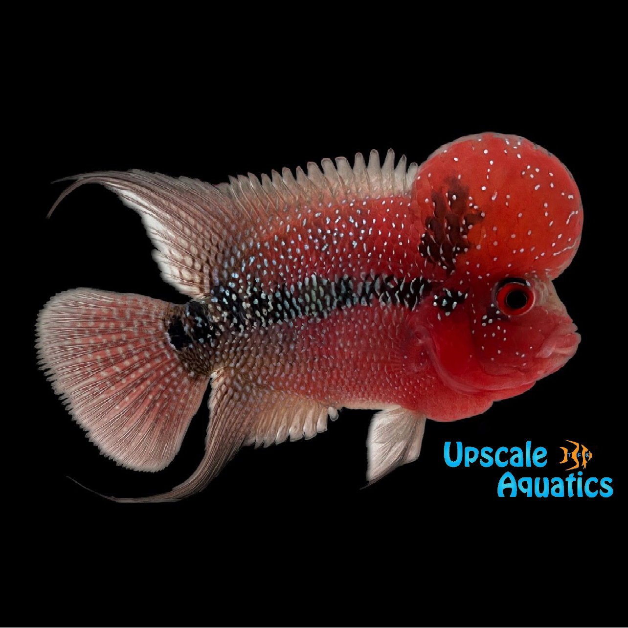 Super Red Dragon Flowerhorn (Cichlasoma x) – Upscale Aquatics