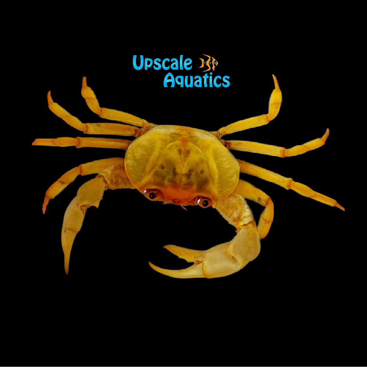 Banana Vampire Crab (Geothelphusa sp.) – Upscale Aquatics