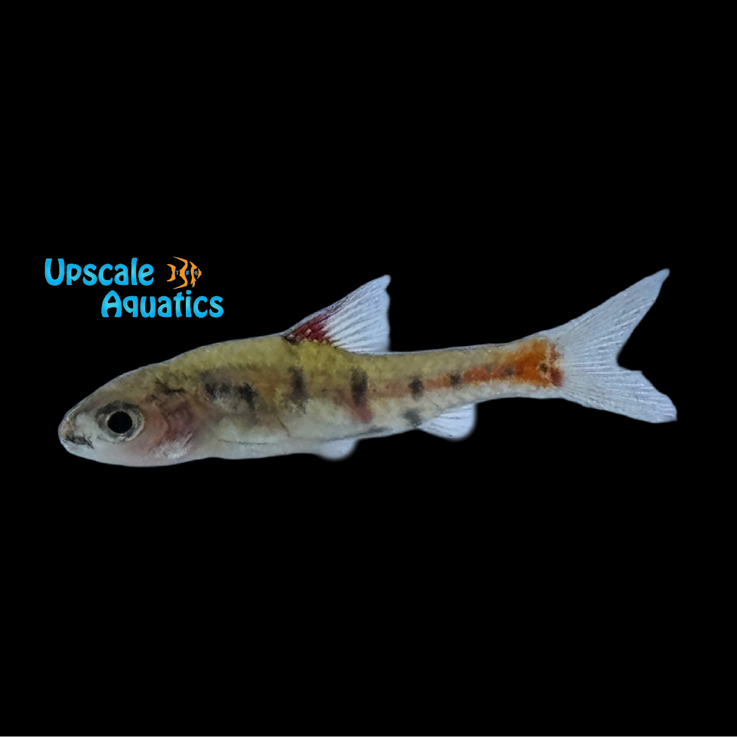Jae Barb (Enteromius jae) – Upscale Aquatics