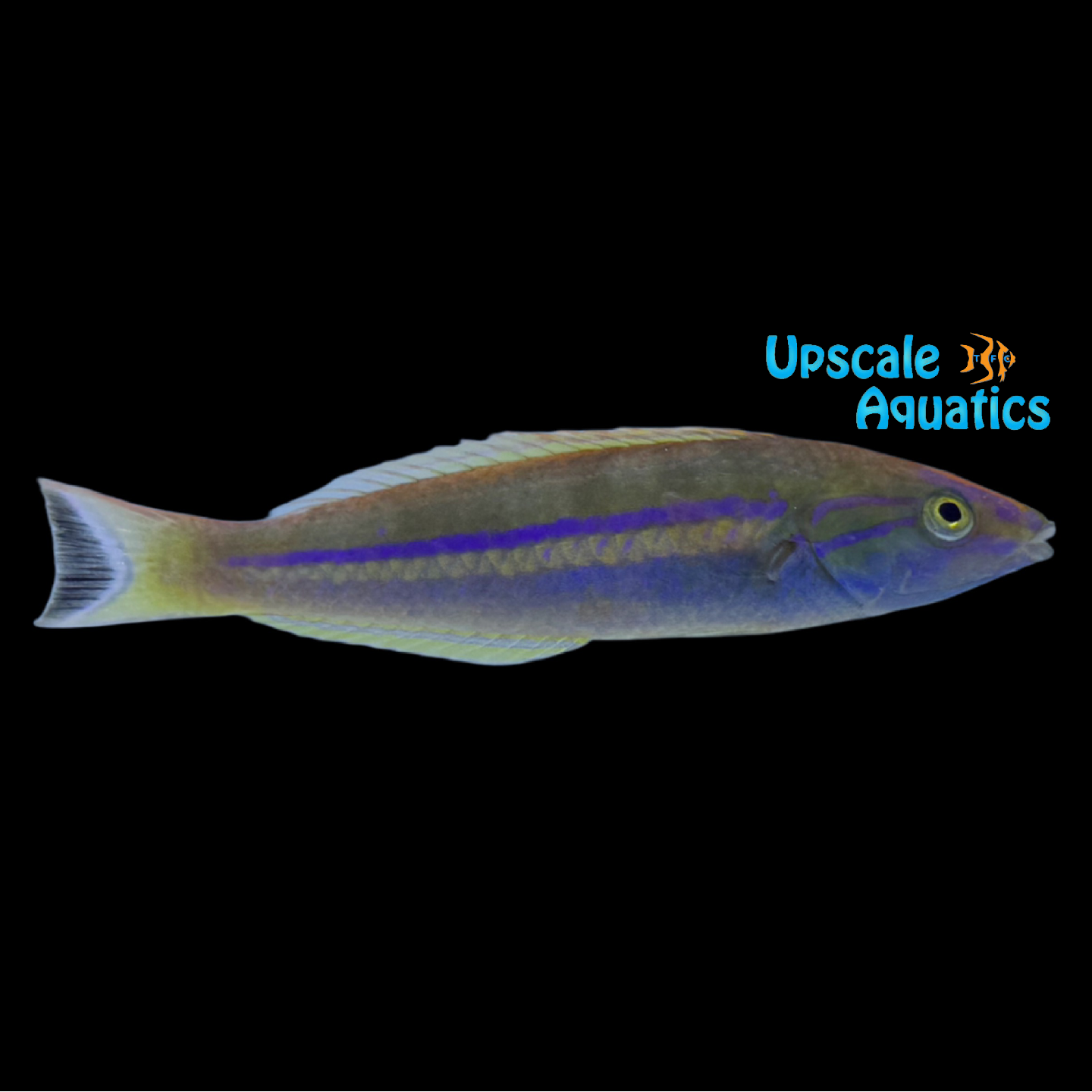 Smalltail Pencil Wrasse (Pseudojuloides cerasinus) – Upscale Aquatics